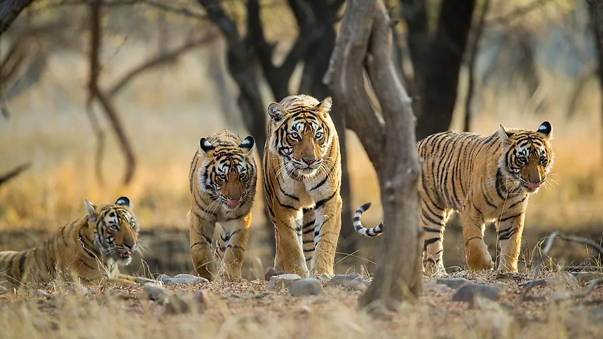 Fence to be erected in parts of Sundarbans to tackle human-tiger conflicts